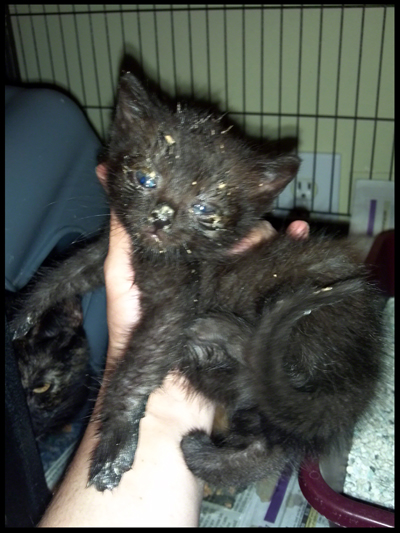 Not On My Watch: The Nick of Time | Covered in Cat Hair
