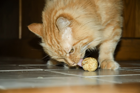 The Finicky Feilne: Tips for Getting Fluffy to Eat | Covered in Cat Hair
