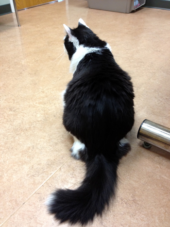 the DOOD falls down, goes boom | Covered in Cat Hair