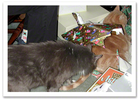 And just like that…he was gone. | Covered in Cat Hair