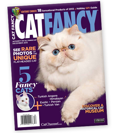 Shooting in Sandy Hook | Covered in Cat Hair