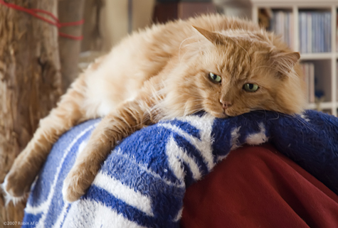 The Ache of Not Knowing What to Do | Covered in Cat Hair