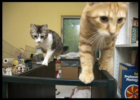 Foster Cat Journal: The Never Ending Battle | Covered in Cat Hair