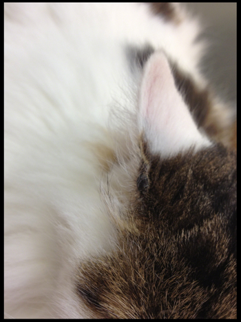 The Silver Lining and the Black Clouds part four | Covered in Cat Hair