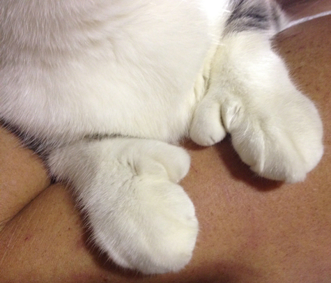 BIGGEST PAWS EVER-Meet Kenny | Covered in Cat Hair