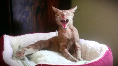 Bobette's Secret Pain | Covered in Cat Hair