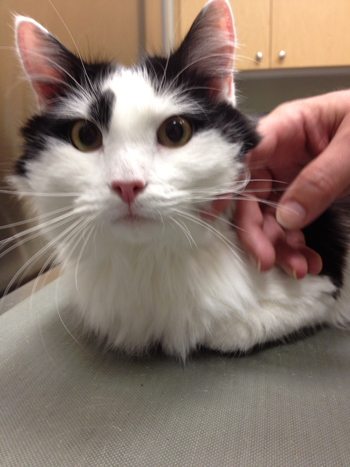 the DOOD falls down, goes boom | Covered in Cat Hair