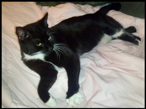 News | Page 2 | Covered in Cat Hair