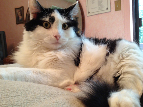 the DOOD falls down, goes boom | Covered in Cat Hair