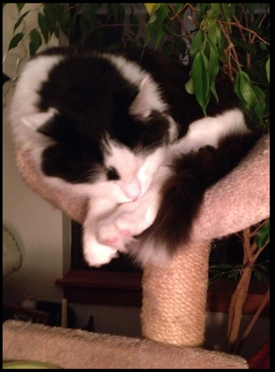 EMERGENCY FUNDRAISER FOR the DOOD! | Covered in Cat Hair