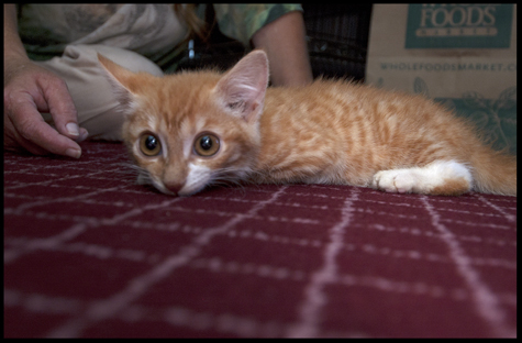 Feline Leukemia | Covered in Cat Hair