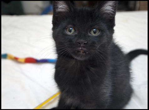 The State of the Union of Kitties | Covered in Cat Hair