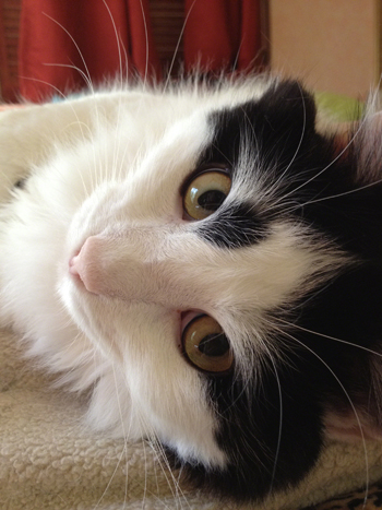 the DOOD falls down, goes boom | Covered in Cat Hair