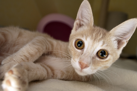 From Meh to Meow: Tater Tot | Covered in Cat Hair