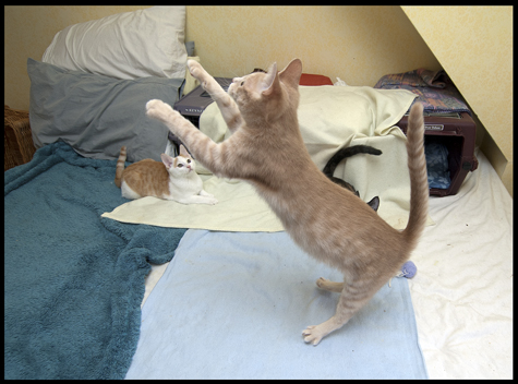 From Meh to Meow: Tater Tot | Covered in Cat Hair