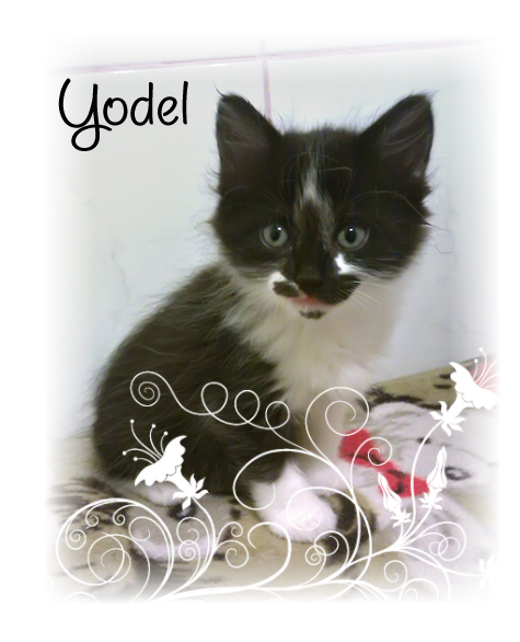 Covered with Cuties | Covered in Cat Hair