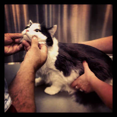 the DOOD falls down, goes boom | Covered in Cat Hair