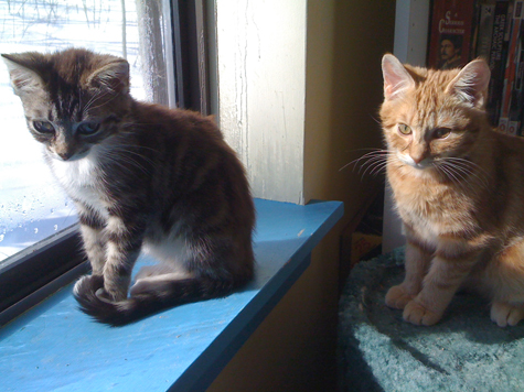 Foster Cat Journal: Sweethearts | Covered in Cat Hair