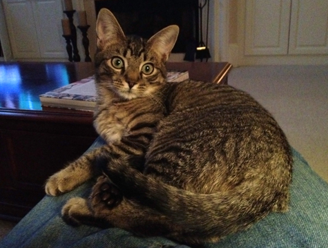 Dexter's Forever Home was Right Under His Nose | Covered in Cat Hair