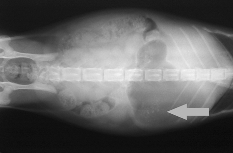 Cara's in Trouble. | Covered in Cat Hair