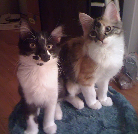 Halloween Express | Covered in Cat Hair